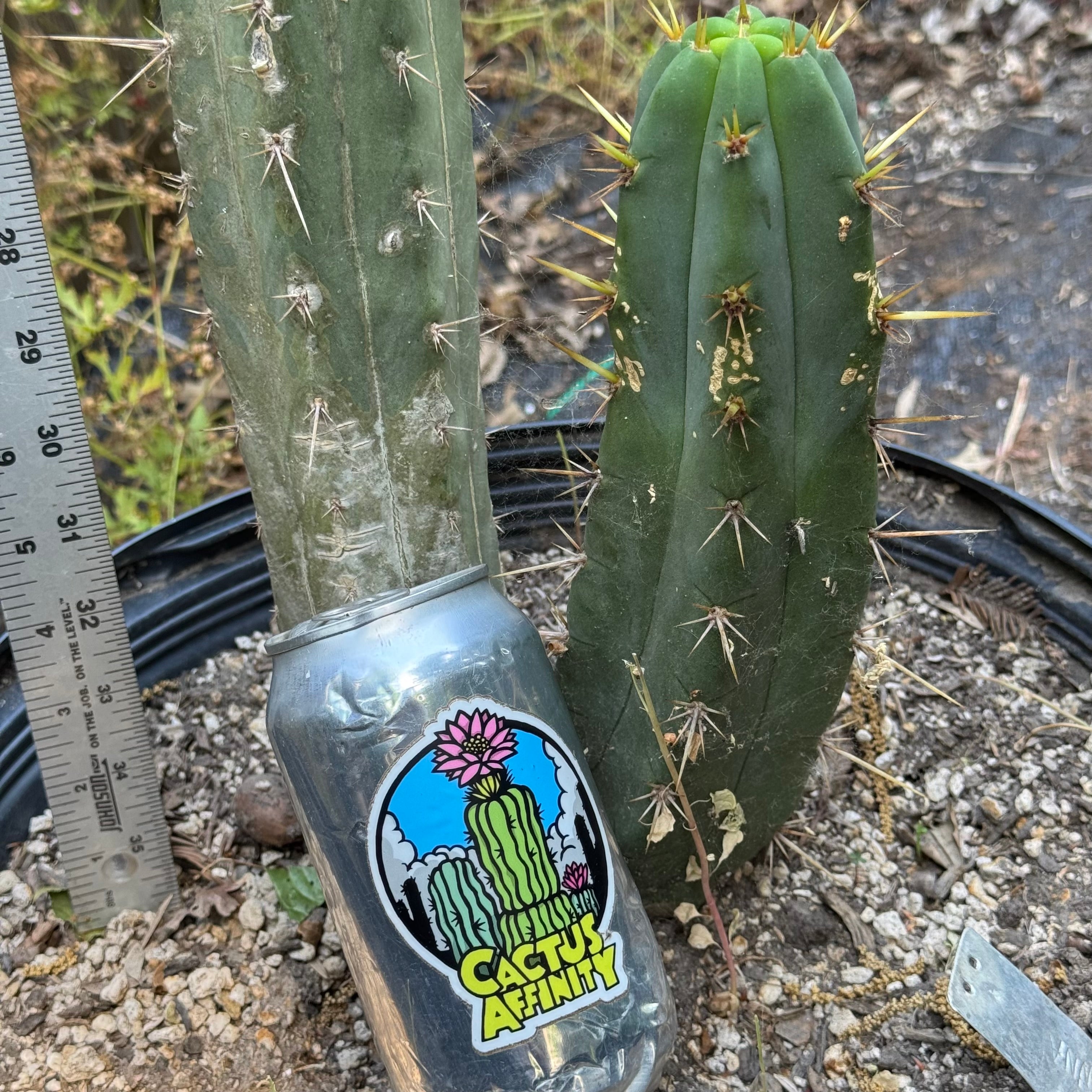 Cactus Affinity - MM x Bertha