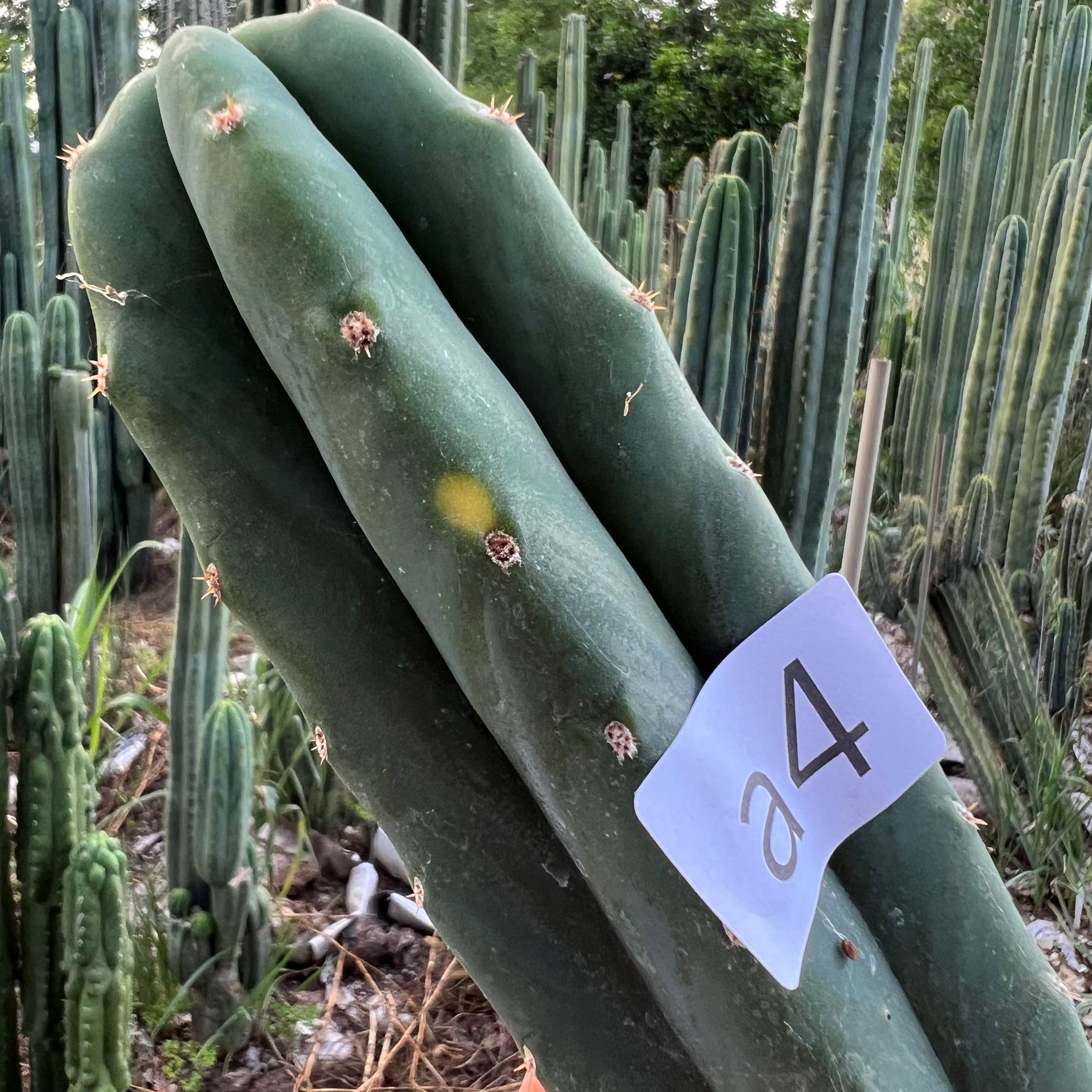 Cactus Affinity - pallarensis x bridge