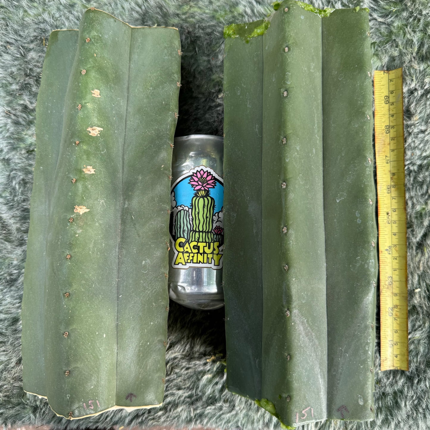 Cactus Affinity - scop FR991 JS151