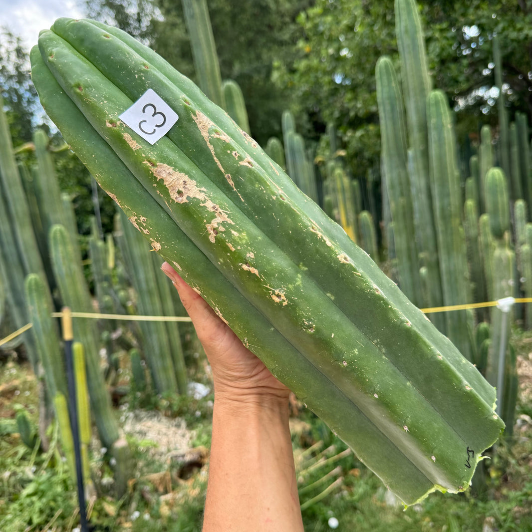 Verne's Cactus Kate Collection – Cactus Affinity