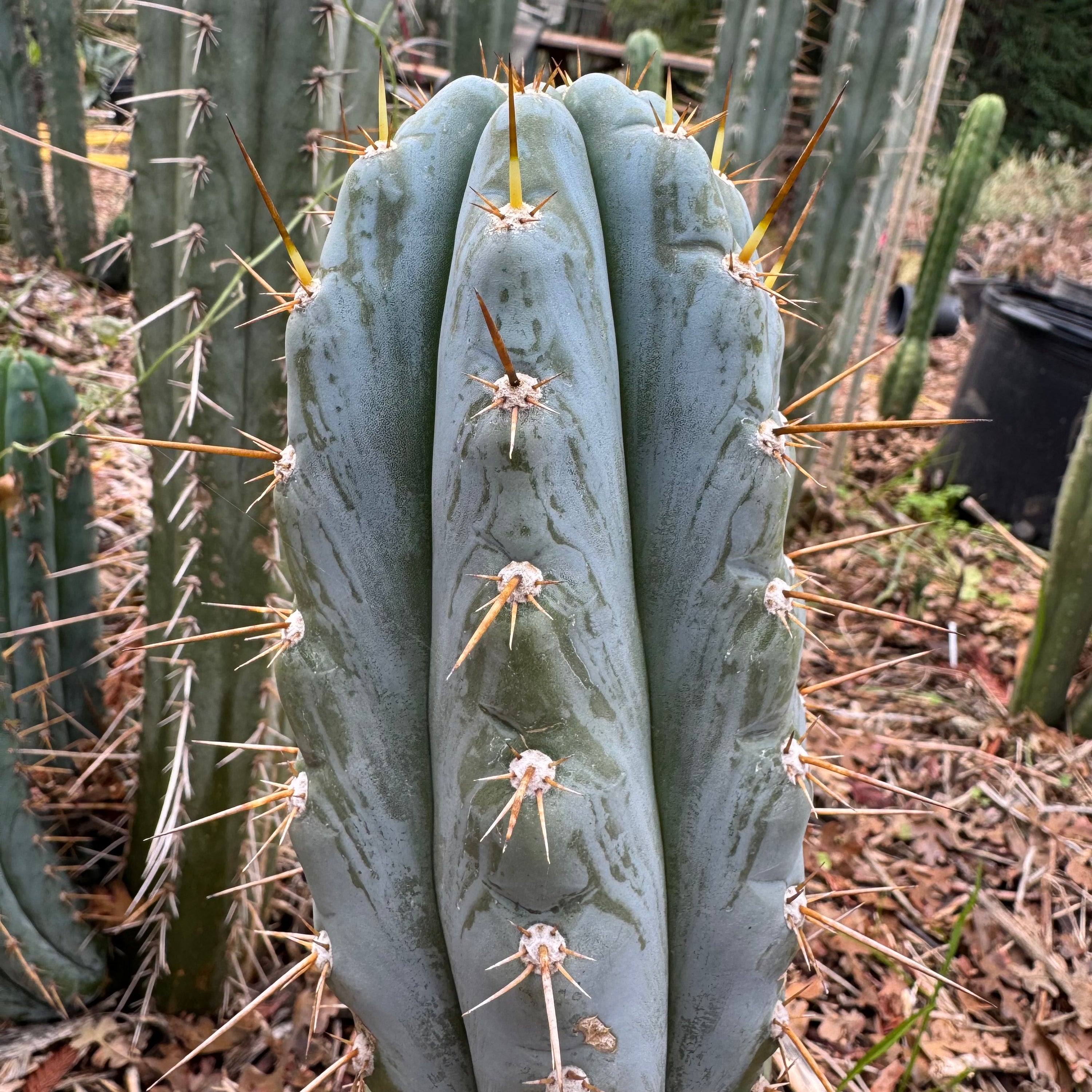 Cactus Affinity