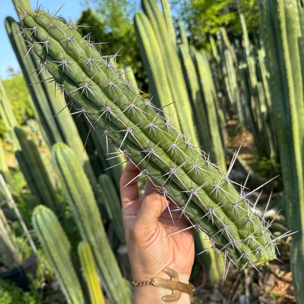 Cactus Affinity - chalaensis