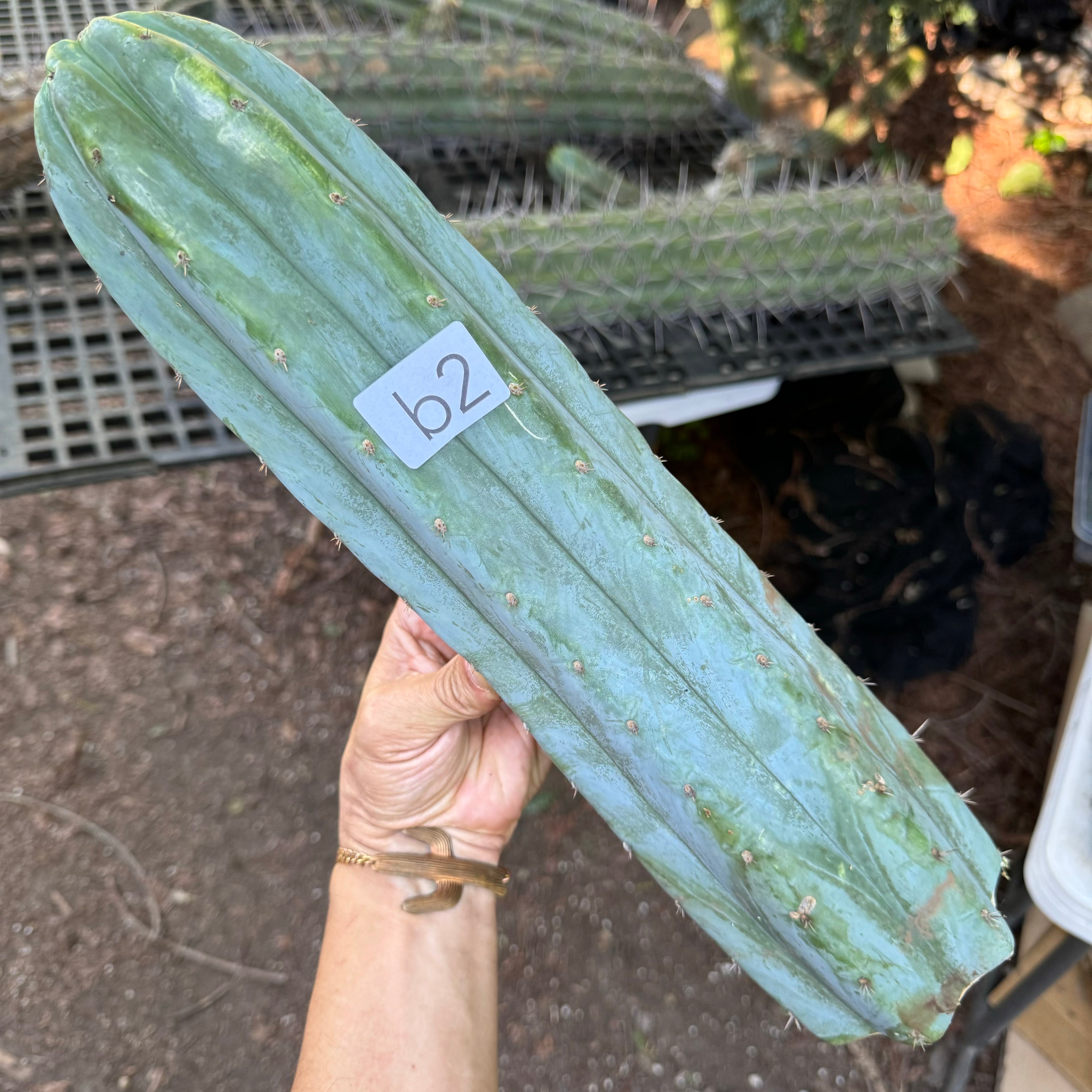 Verne's Cactus Kate Collection – Cactus Affinity
