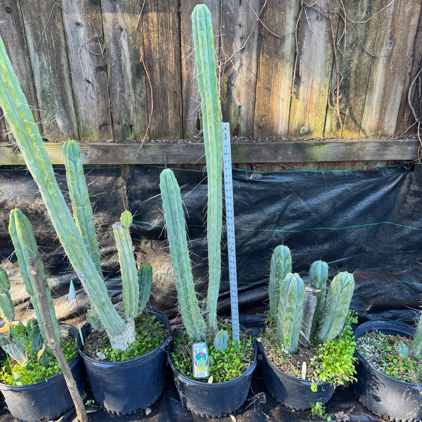 Cactus Affinity - Lee