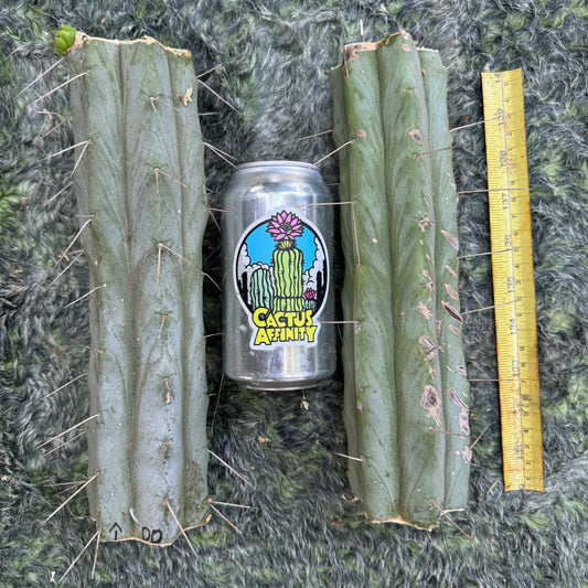 bridges – Cactus Affinity