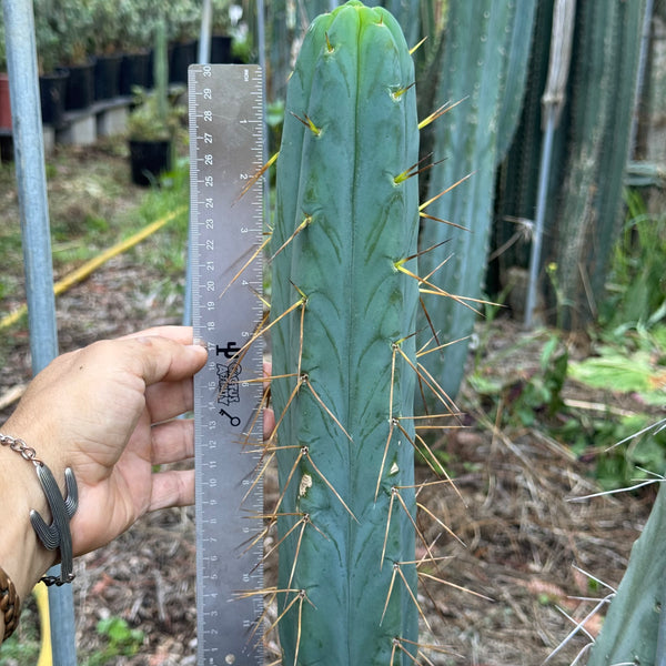 Cactus Affinity - bridge JS181