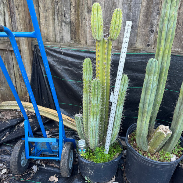 Cactus Affinity - JS47