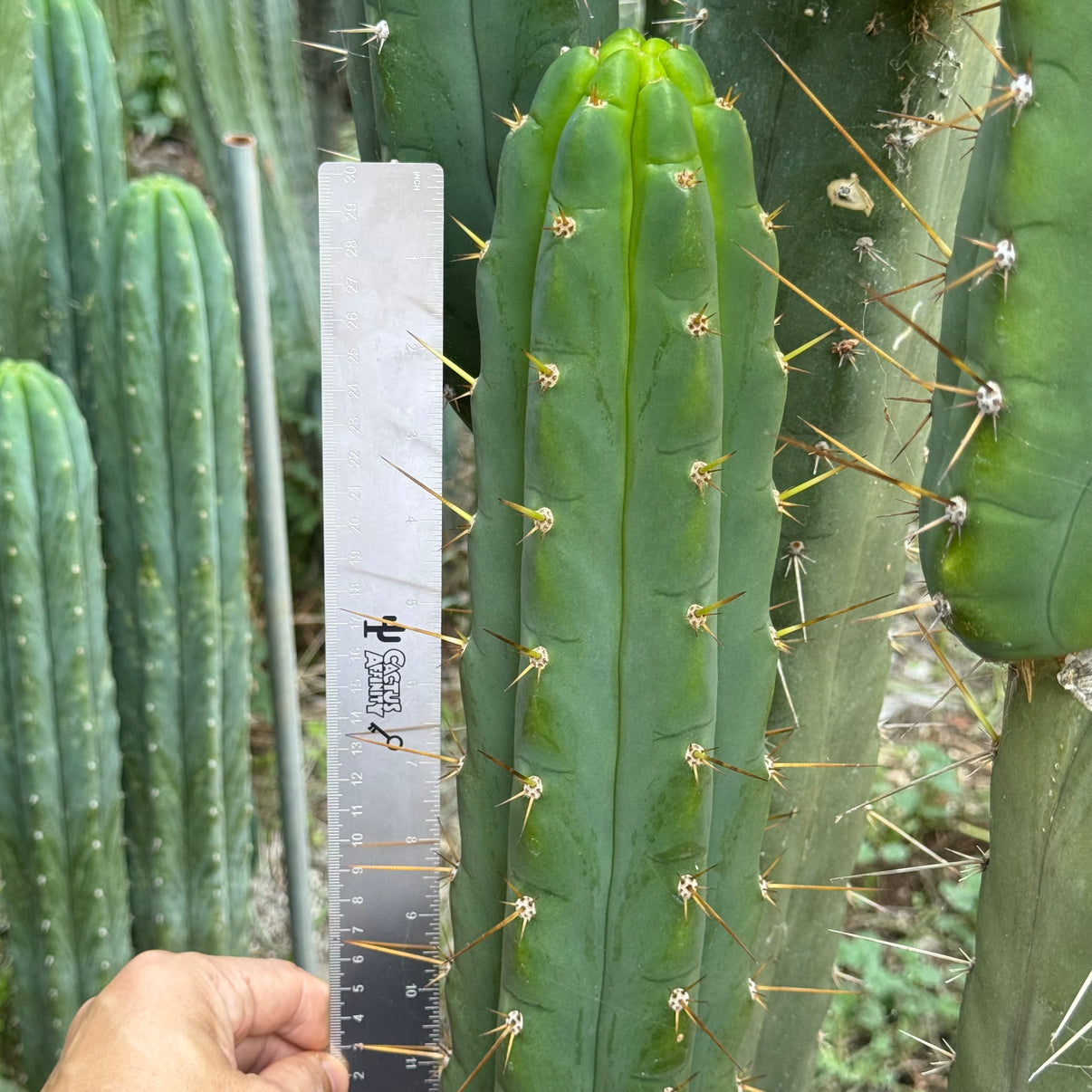 Cactus Affinity - pallarensis x bridge