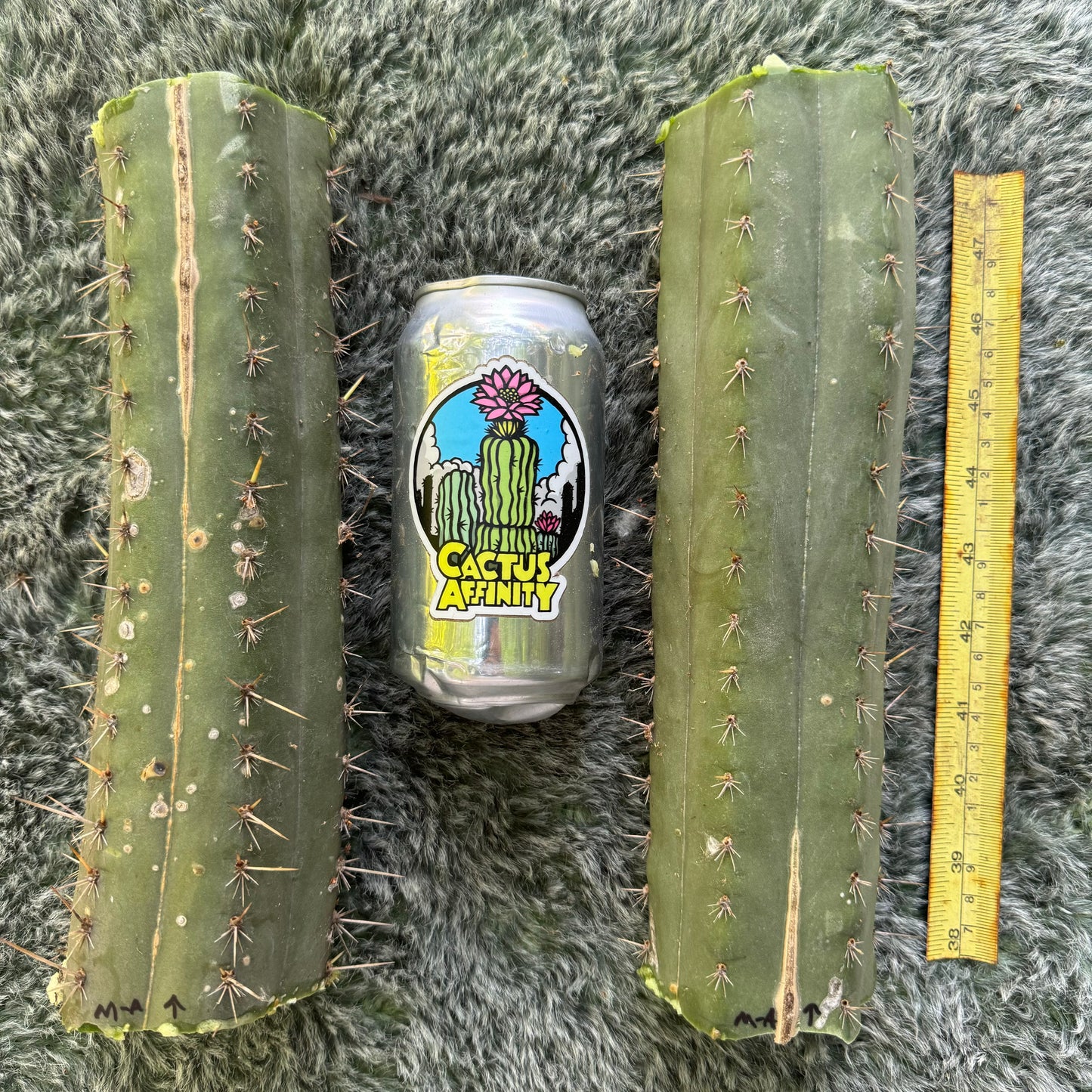 Cactus Affinity - Malo’s Ayacucho