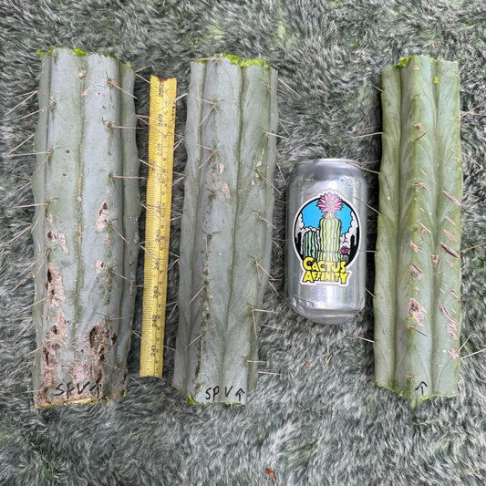 bridges – Cactus Affinity