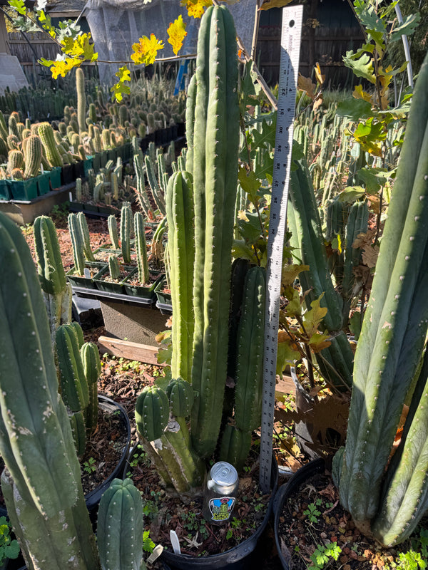 Cactus Affinity - TPnonM SSP pach