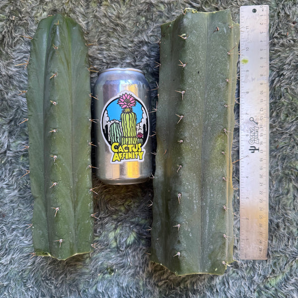 Cactus Affinity - TPM x SS02