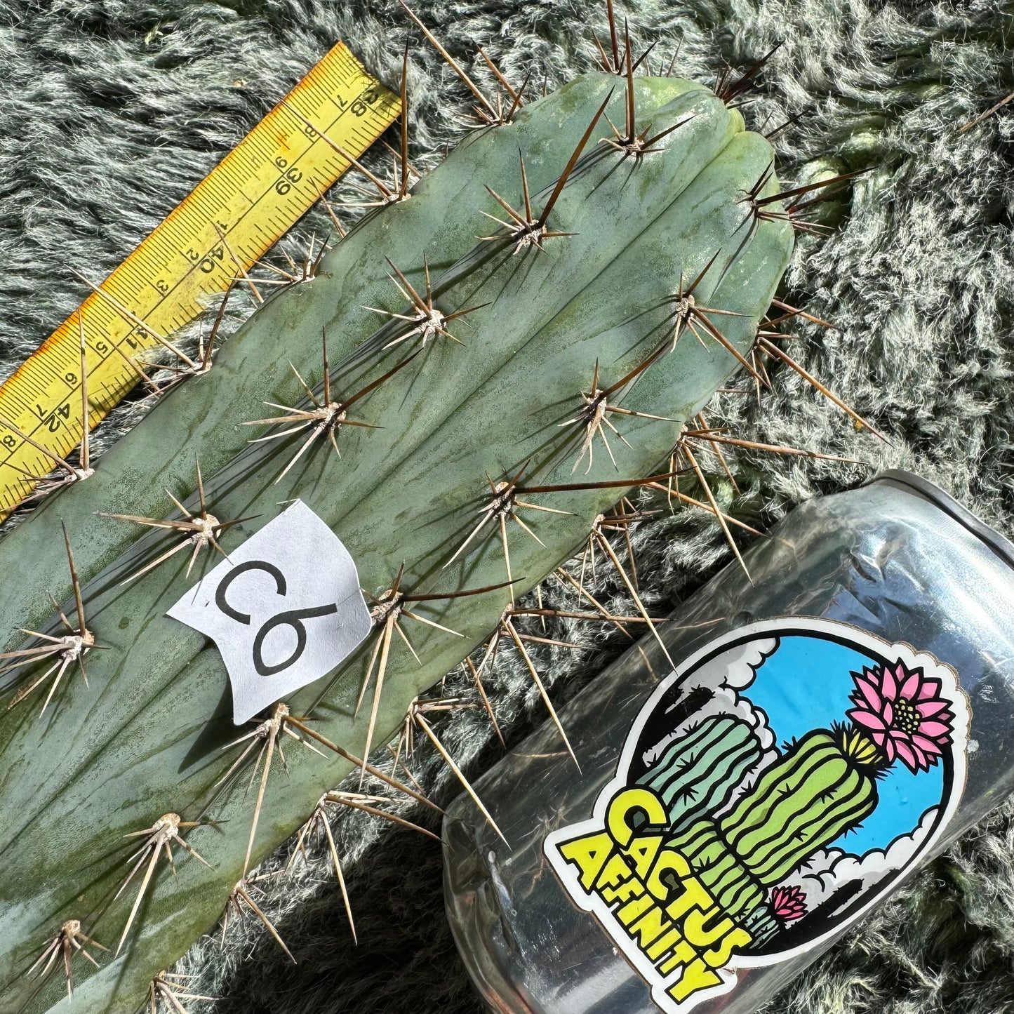 Cactus Affinity - Verne’s Cactus Kate KK242