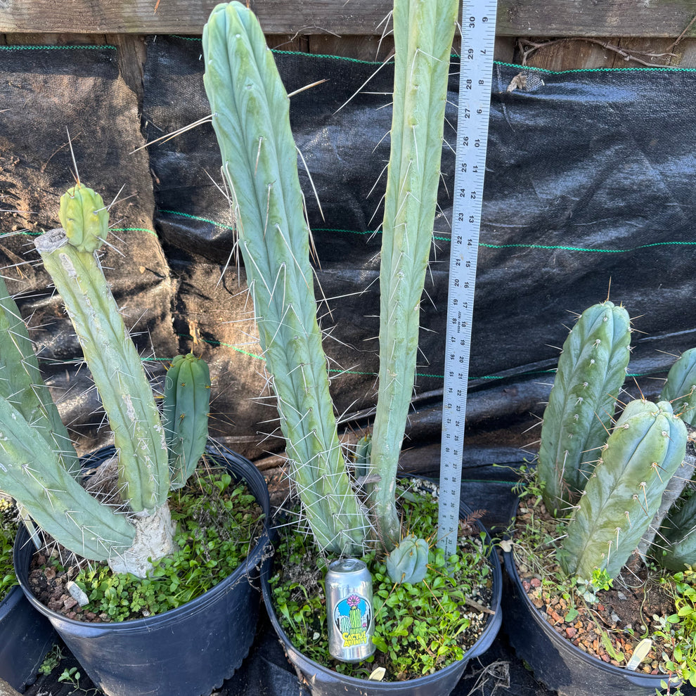 Cactus Affinity - Lee