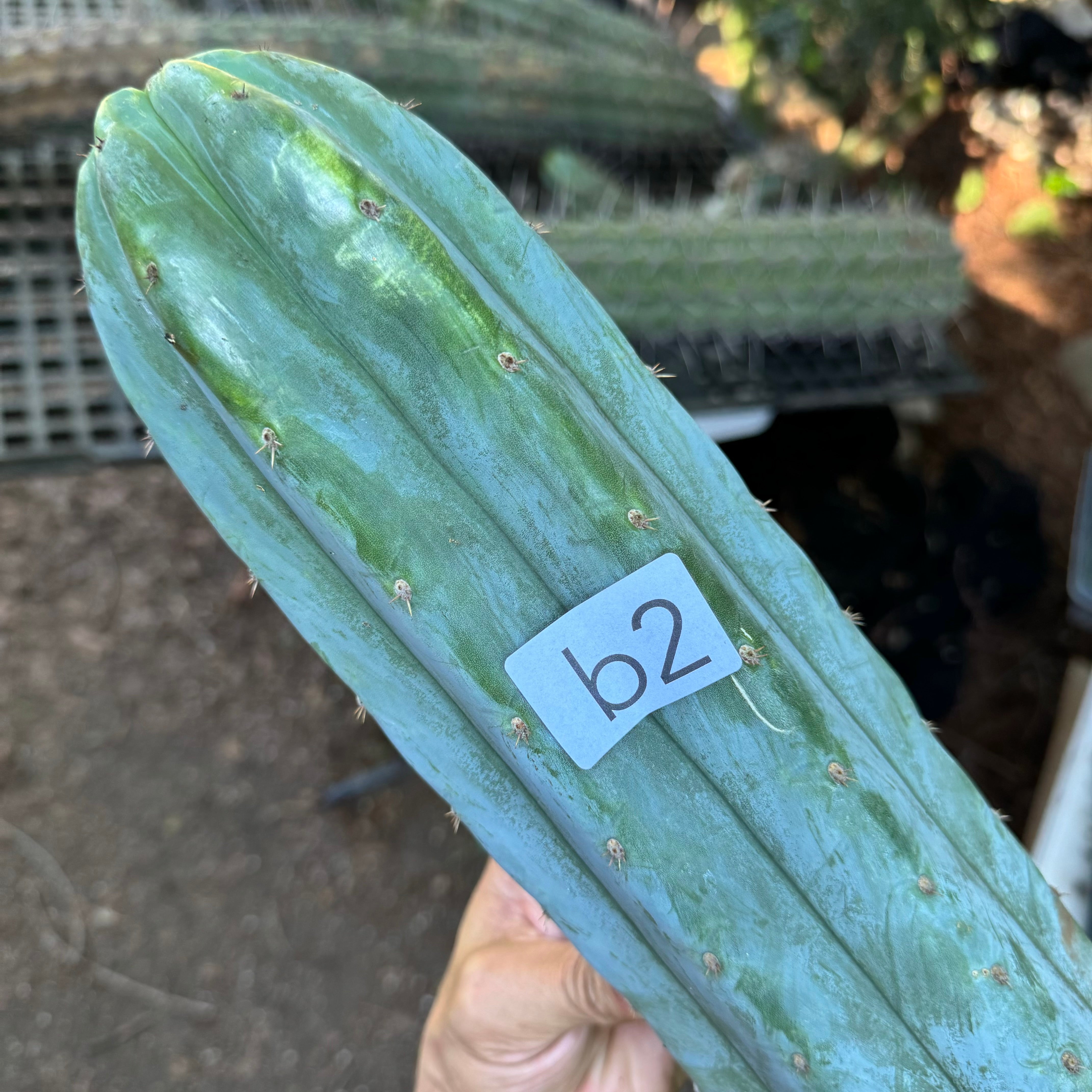 Verne's Cactus Kate Collection – Cactus Affinity