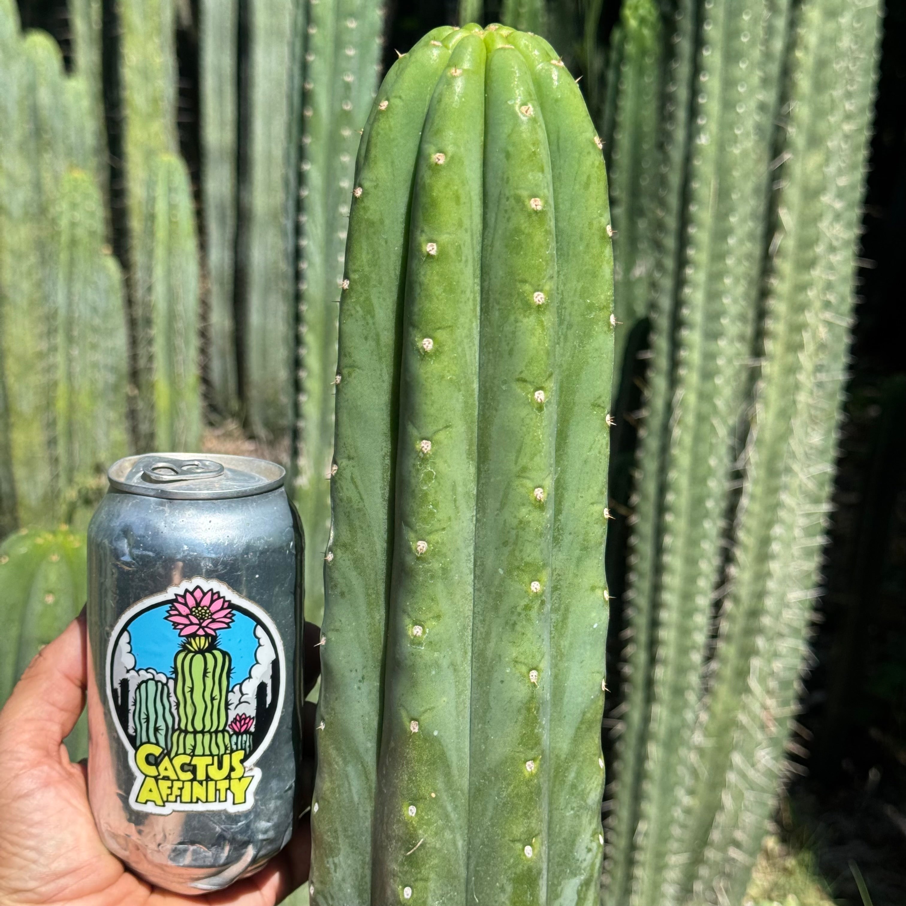 Cactus Affinity - SLO pach