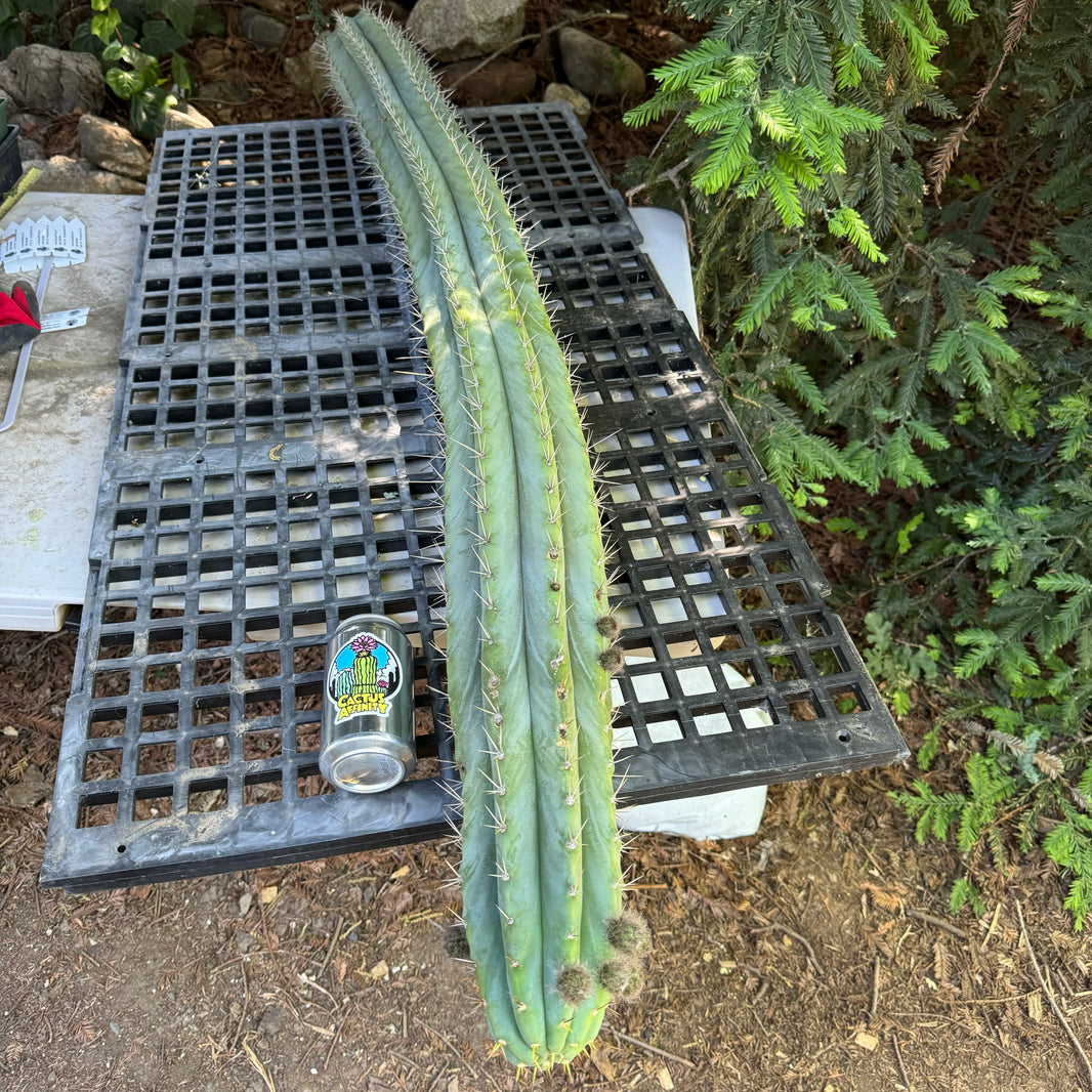 TCP Echinopsis cactus cuttings – Cactus Affinity