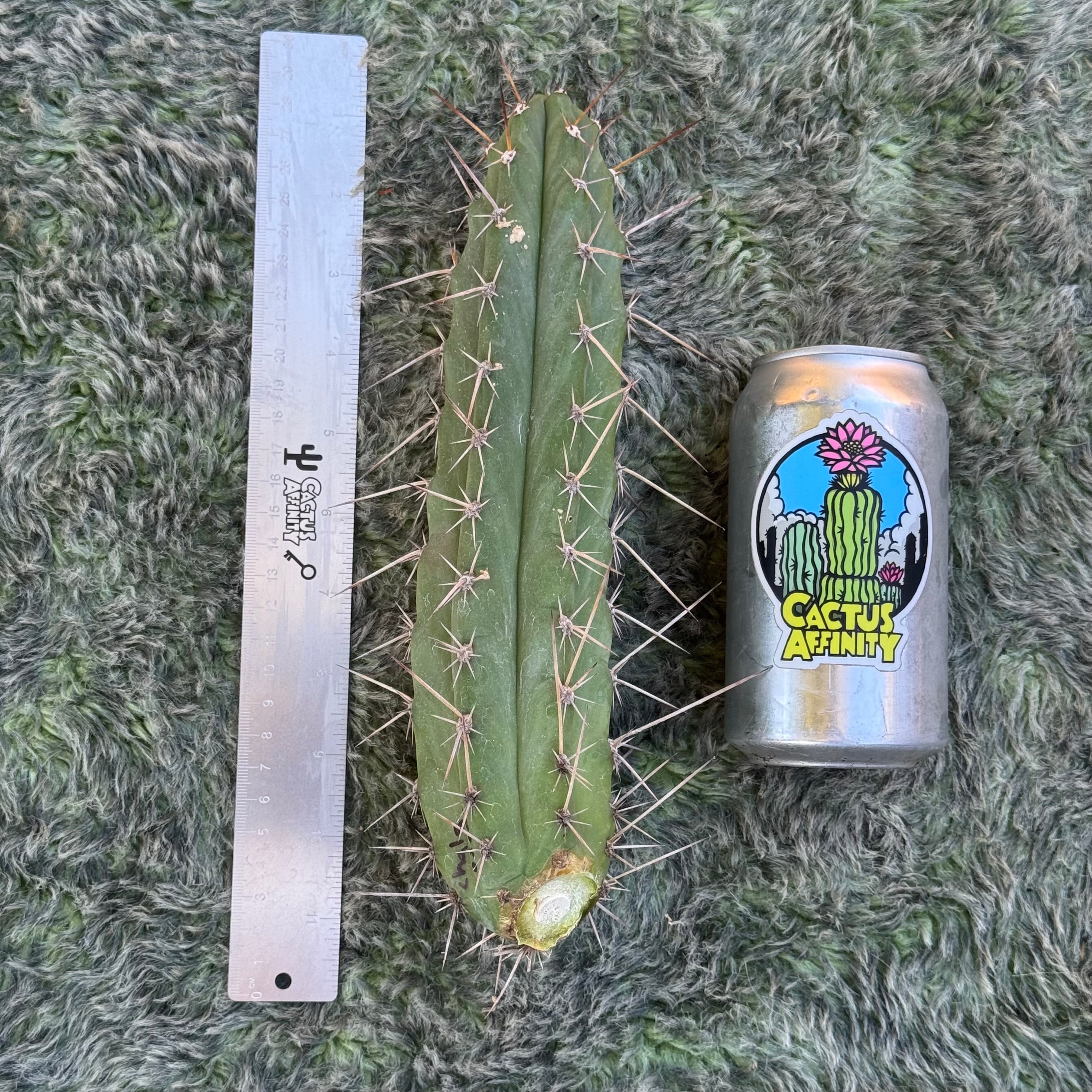Cactus Affinity - chalaensis x oscar