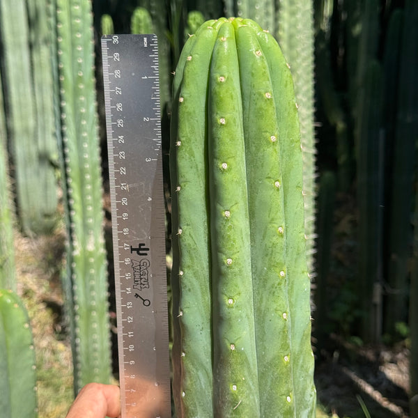 Cactus Affinity - SLO pach