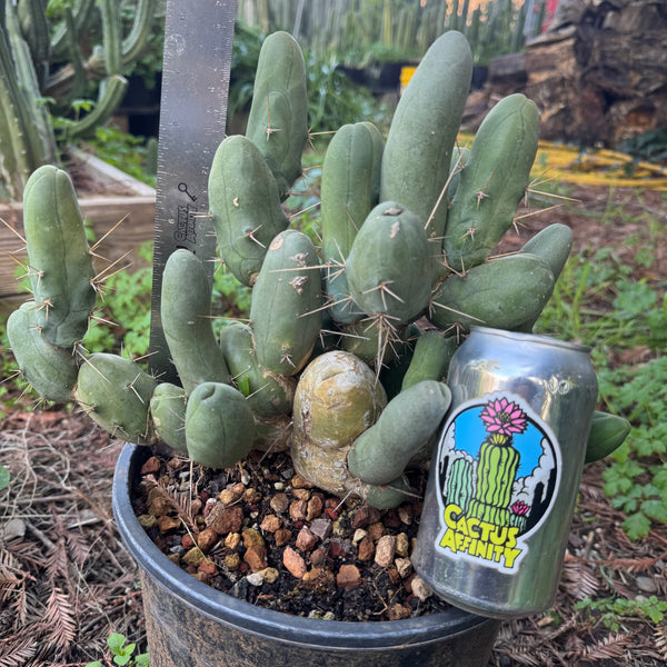 Cactus Affinity - TBM cl. B short form
